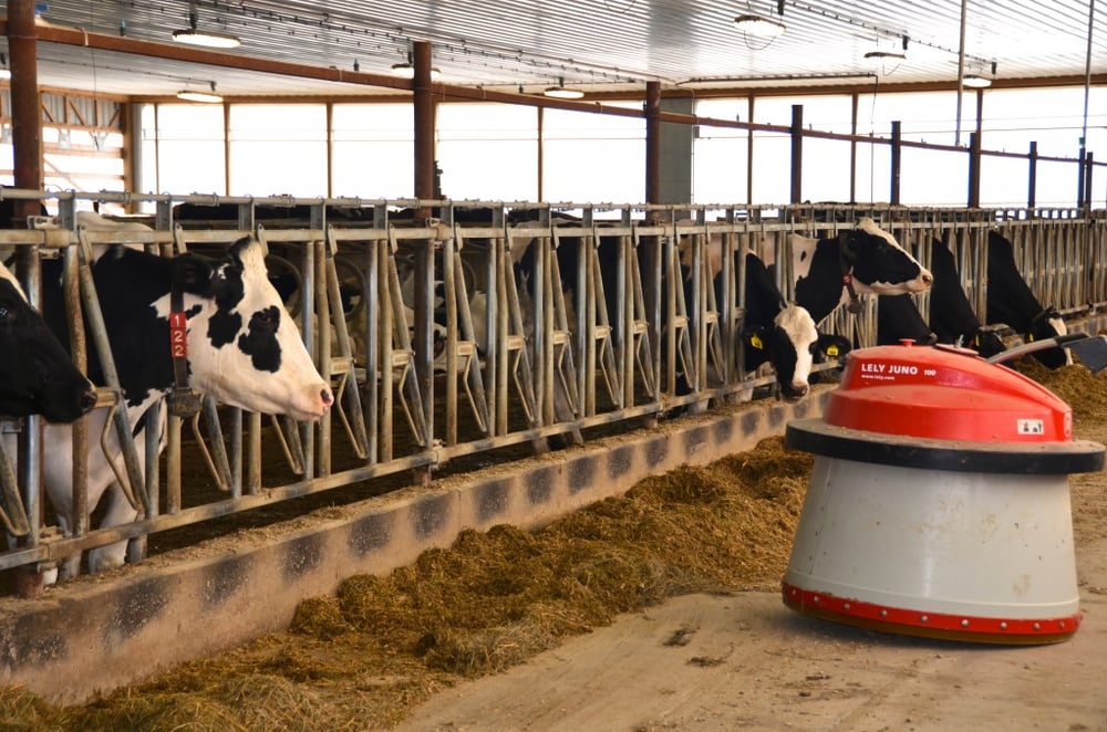 Feeding Well = A Full and Healthy Rumen