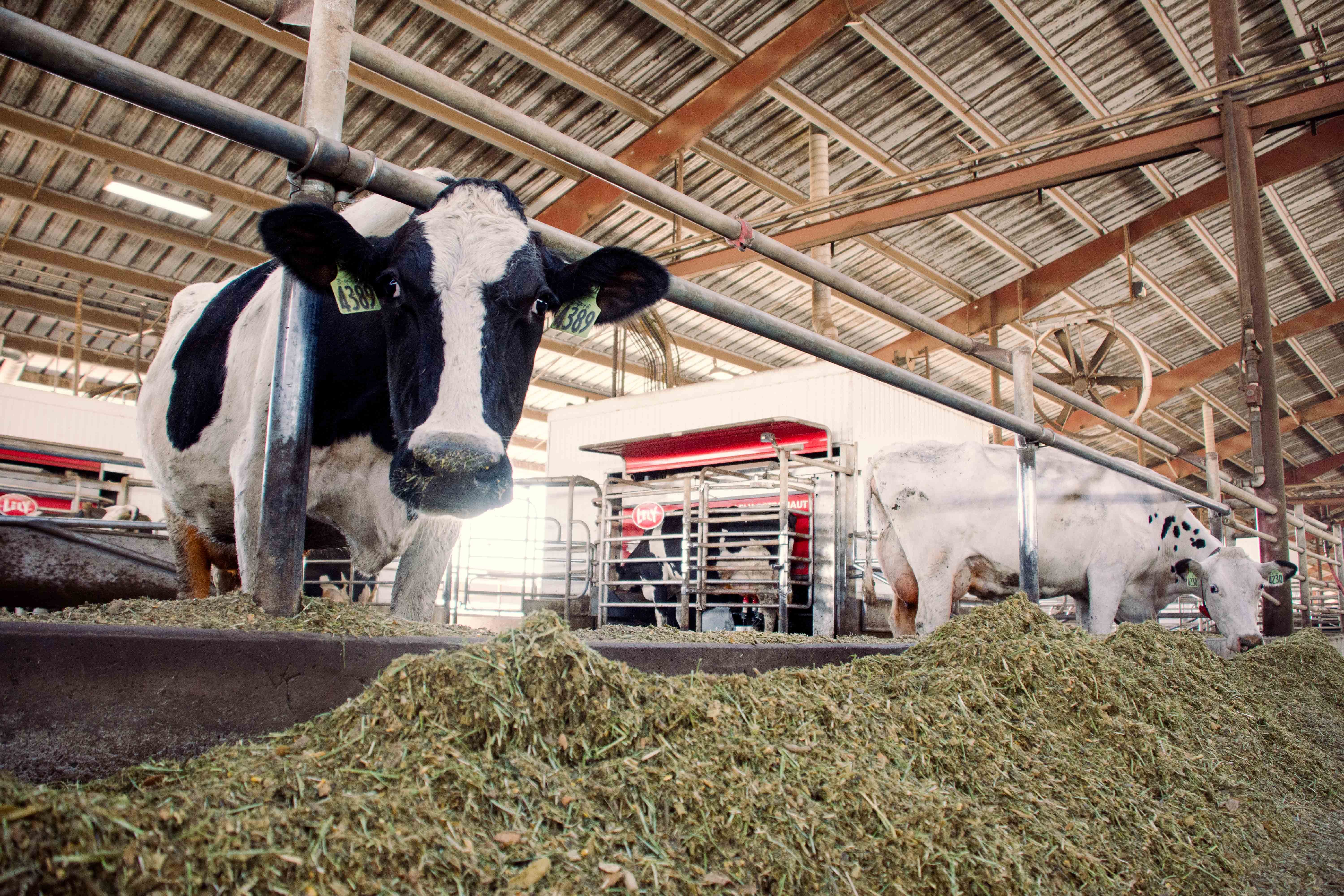 California Dairy Chooses Lely for Milking Robots