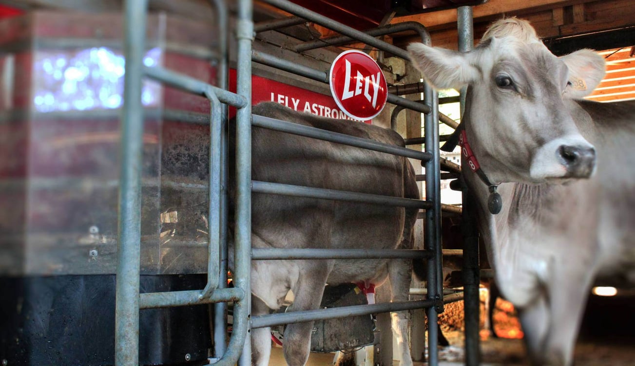 Designing A Freestall Barn for Lely Automated Dairy Systems