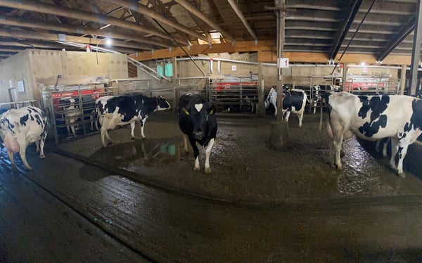 Pattison Dairy Selects Lely Robots for Cow-Oriented Capabilities
